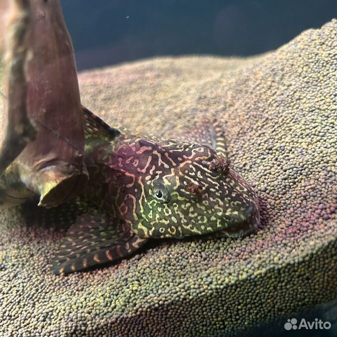 Отдам парчового сомика в добрые руки