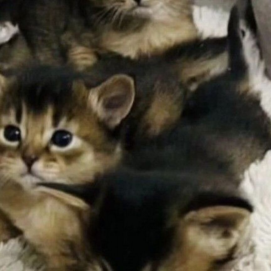 Котята
