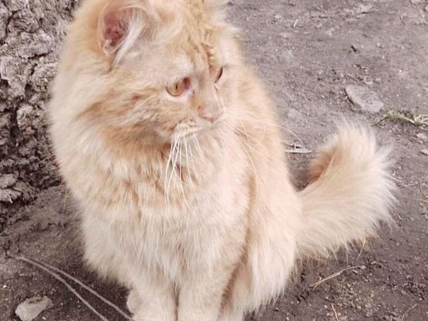 Кошки в добрые руки