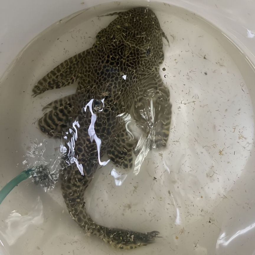 Сом птеригоплихт парчовый