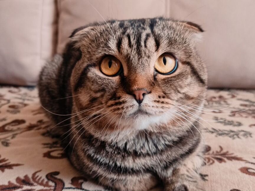 Вислоухий кот в добрые руки