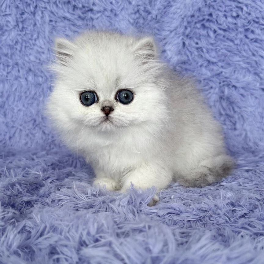 Персидская шиншилла