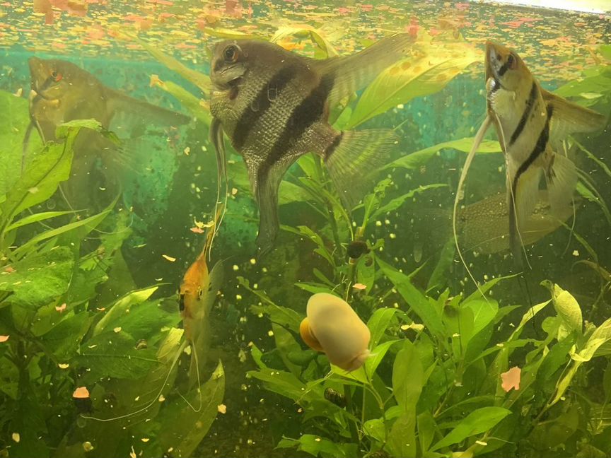 Скалярии и ампулярии