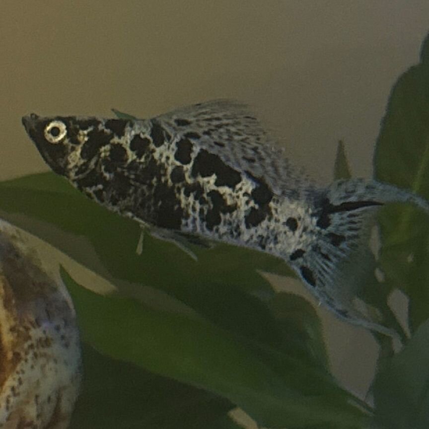 Моллинезия рыбка рыба