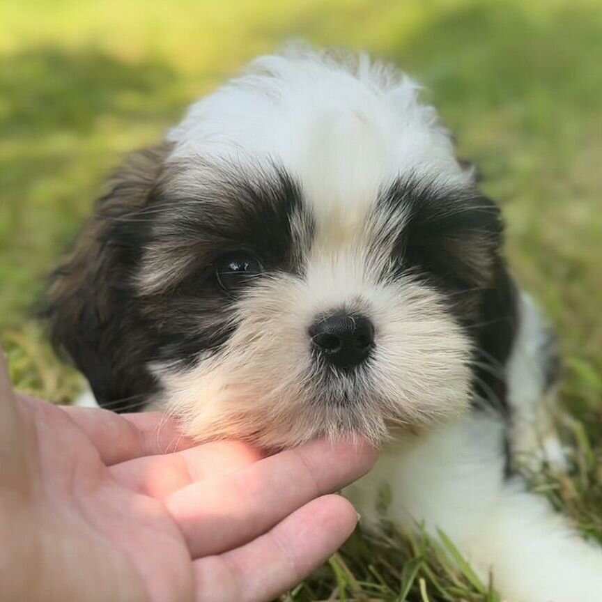 Мальчик, 2 мес