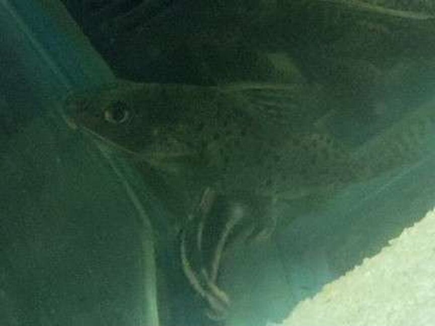 Аквариумные рыбки сомики