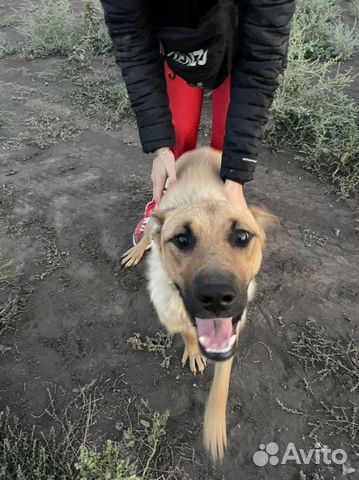 Собака бесплатно