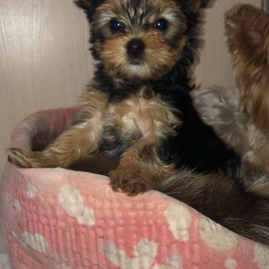 Йоркширский терьер, щенок
