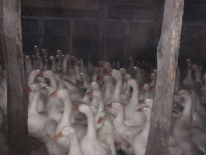 Продам уток (живым весом) на мясо,племя