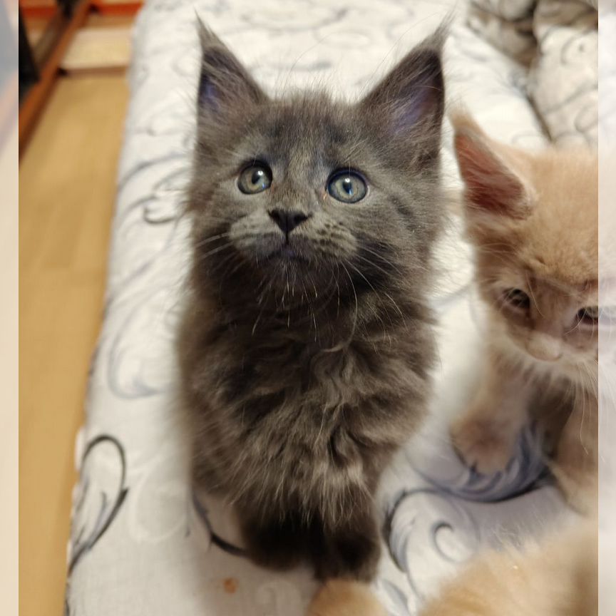 Мейн-кун котёнок