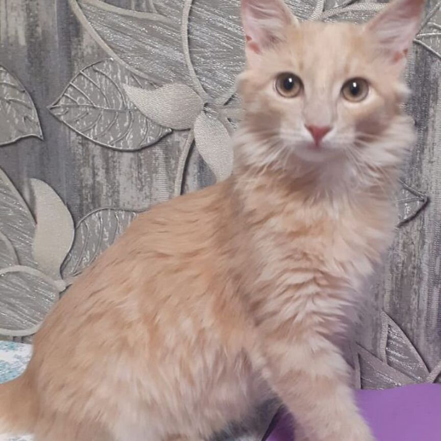 Котенок Кокос в добрые руки