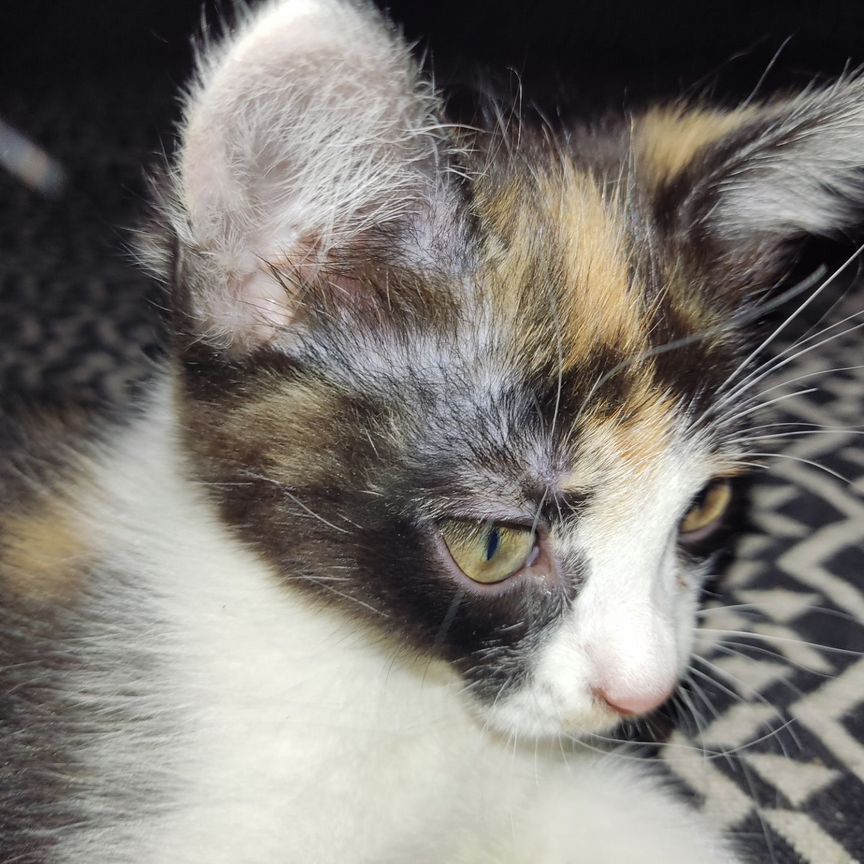 Котята отборные подарочные