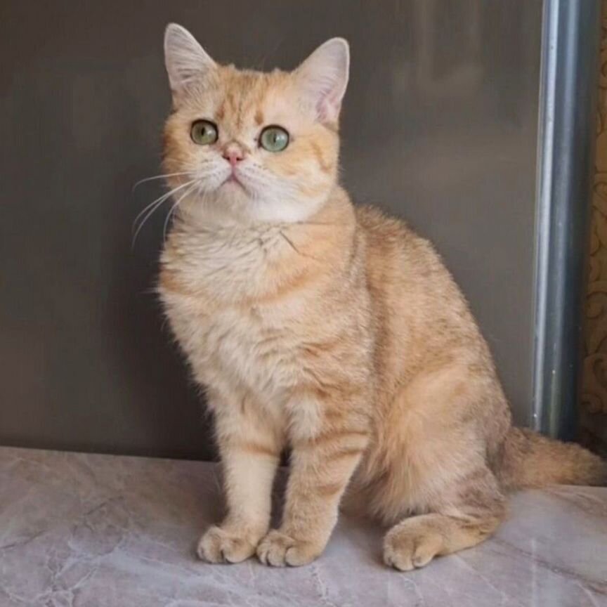 Девочка золотая шиншилла