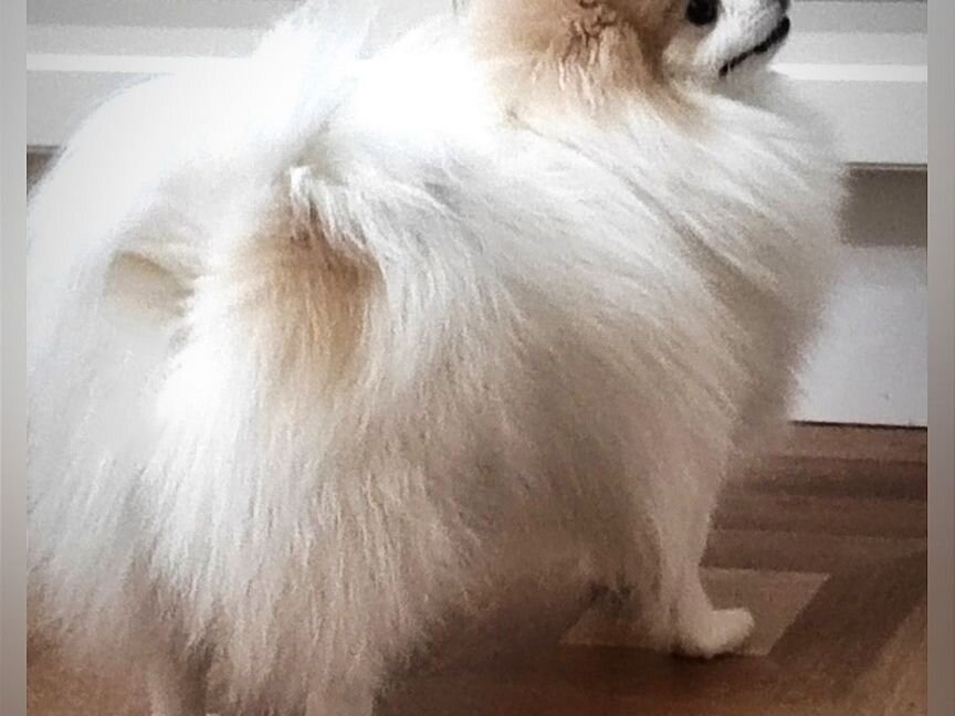 Девочка. Шпиц померанский