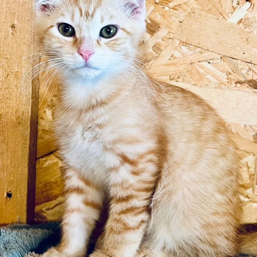 Котята рыжики мальчики