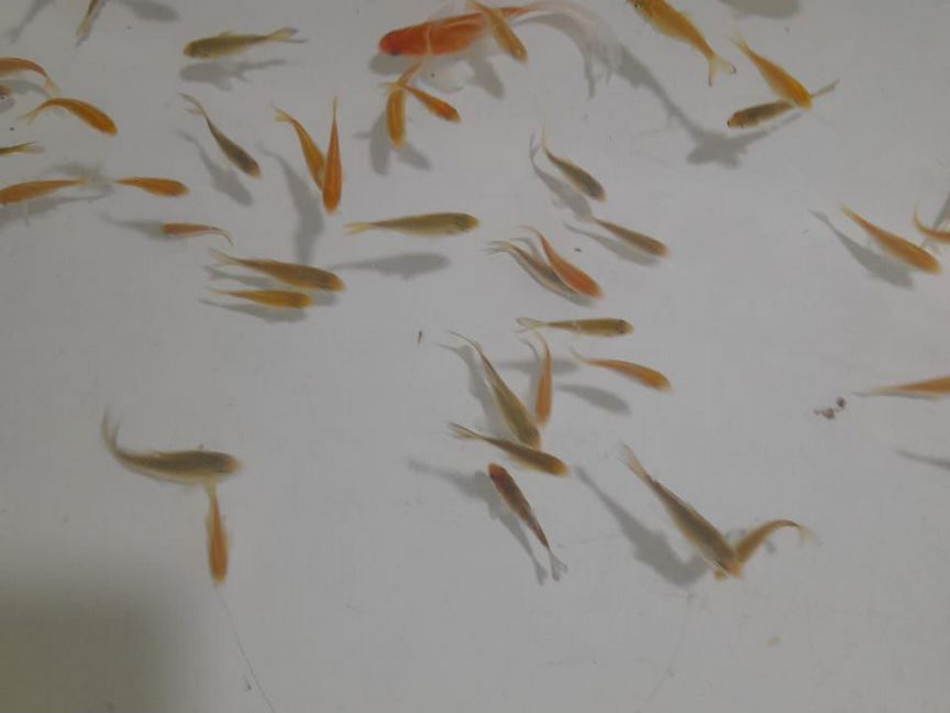 Рыба для пруда Кай и три каметы