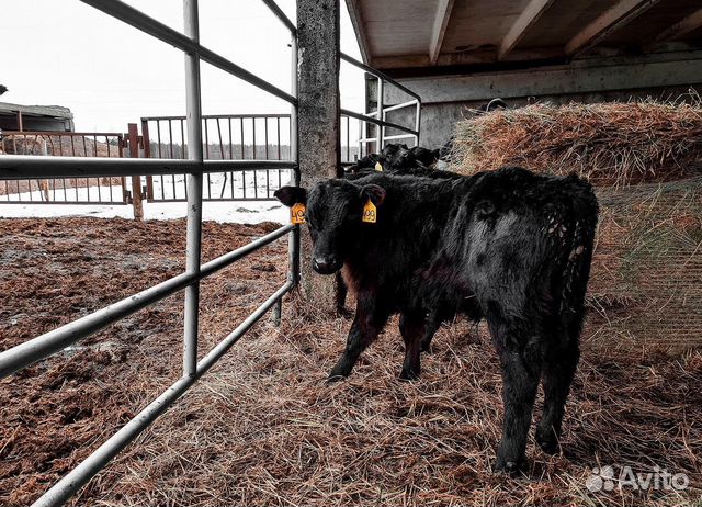 Телята абердины 2-3 месяца