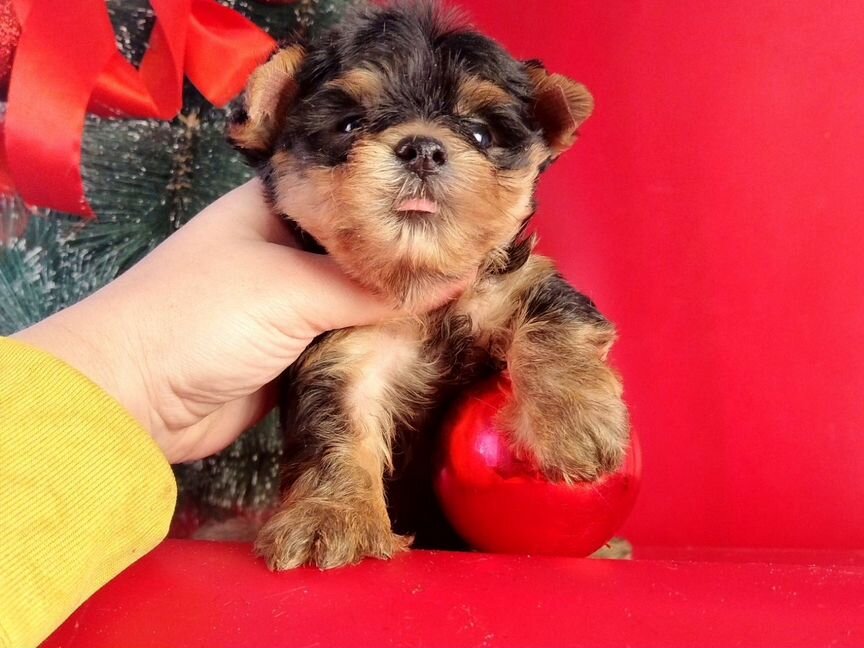 Йоркширская красавица. Ванесса Мэри. РКФ