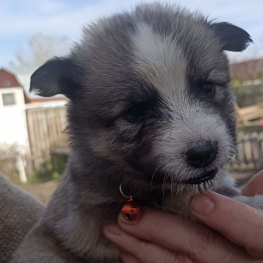 Отдам щенят в добрые руки, маламуты