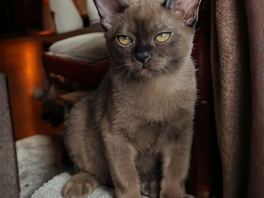 Бурманские котята