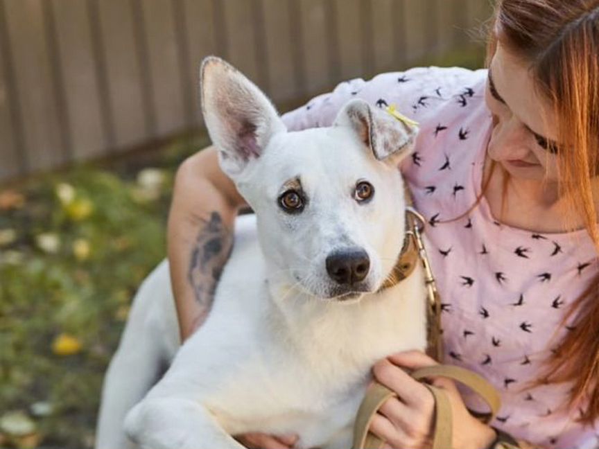 Молодой белый песик выпуск на улицу