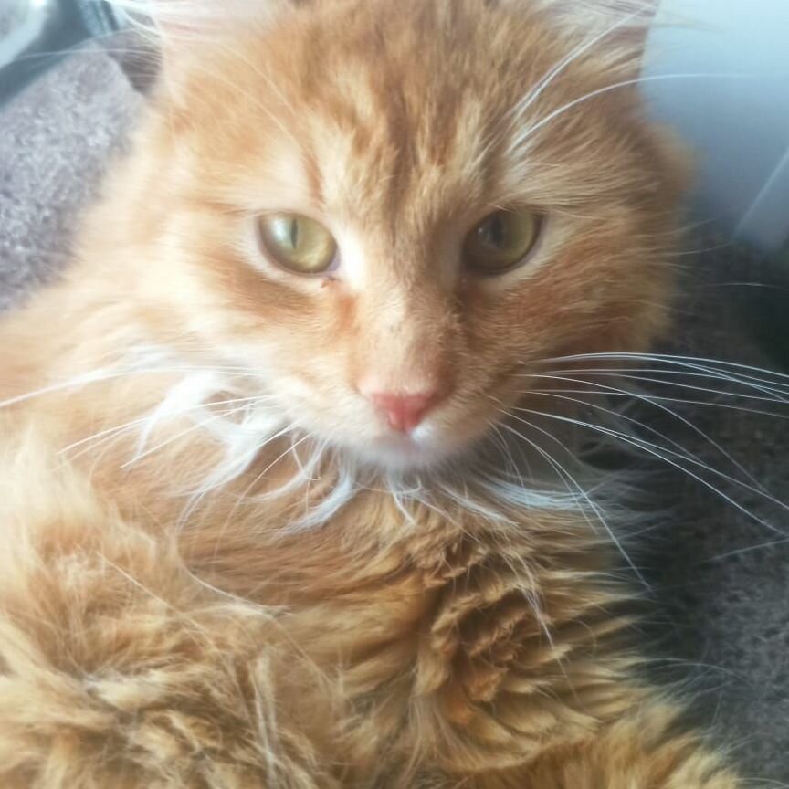 Котик в добрые руки