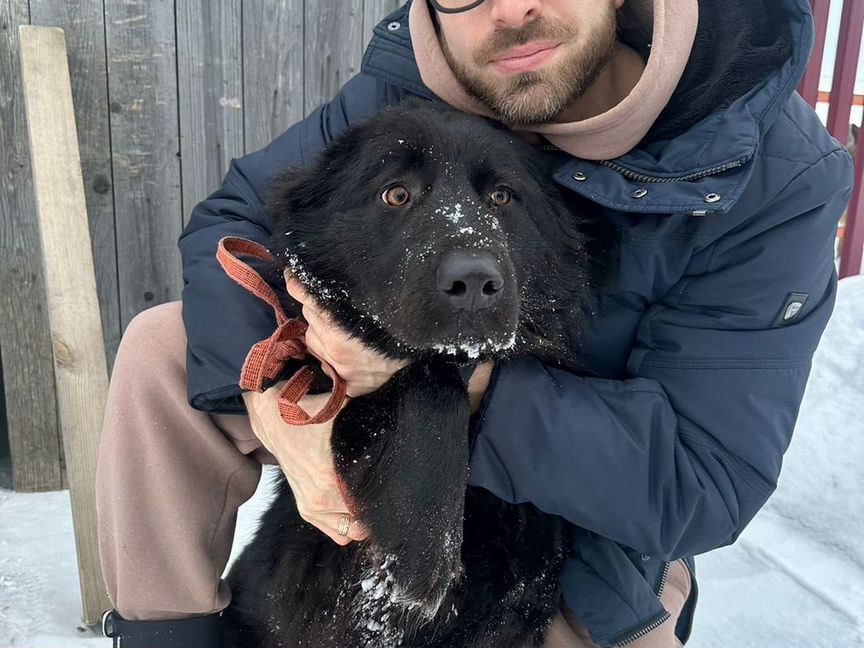 Собака в добрые руки. Бесплатно