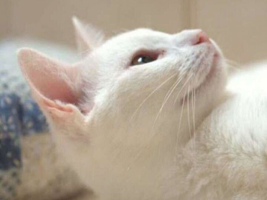 Белоснежный котик в самые добрые руки