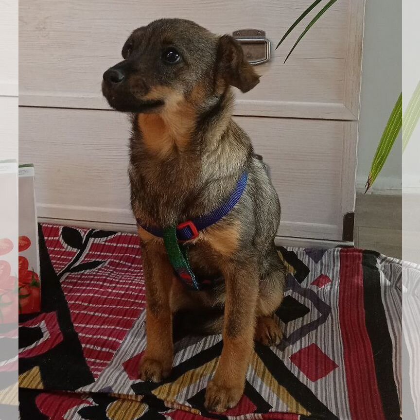 Щенок в добрые руки