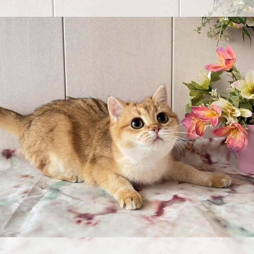 Золотая Мэри
