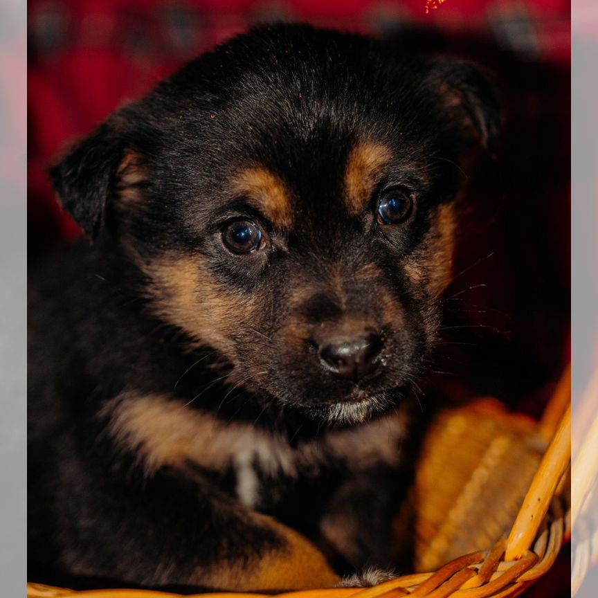 Щенок в добрые руки