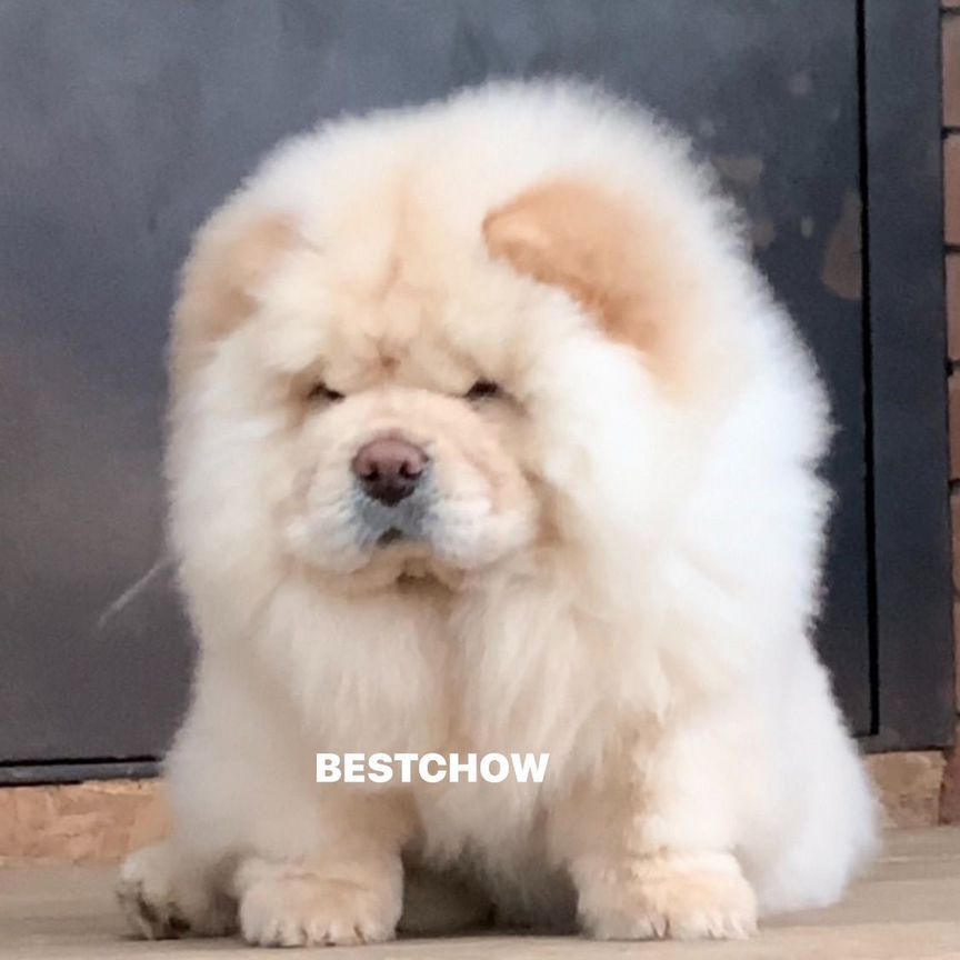 Щенки чау-чау мини мальчик