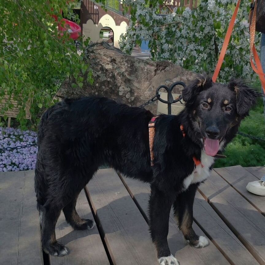 В добрые руки щенок девочка