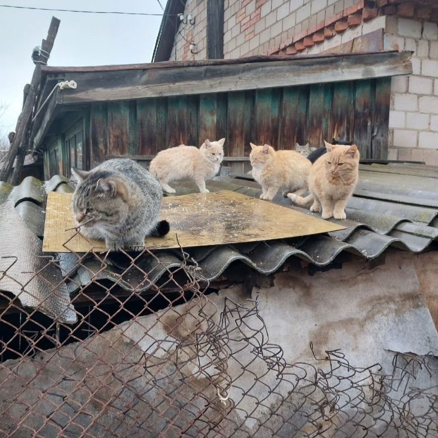 Брошены