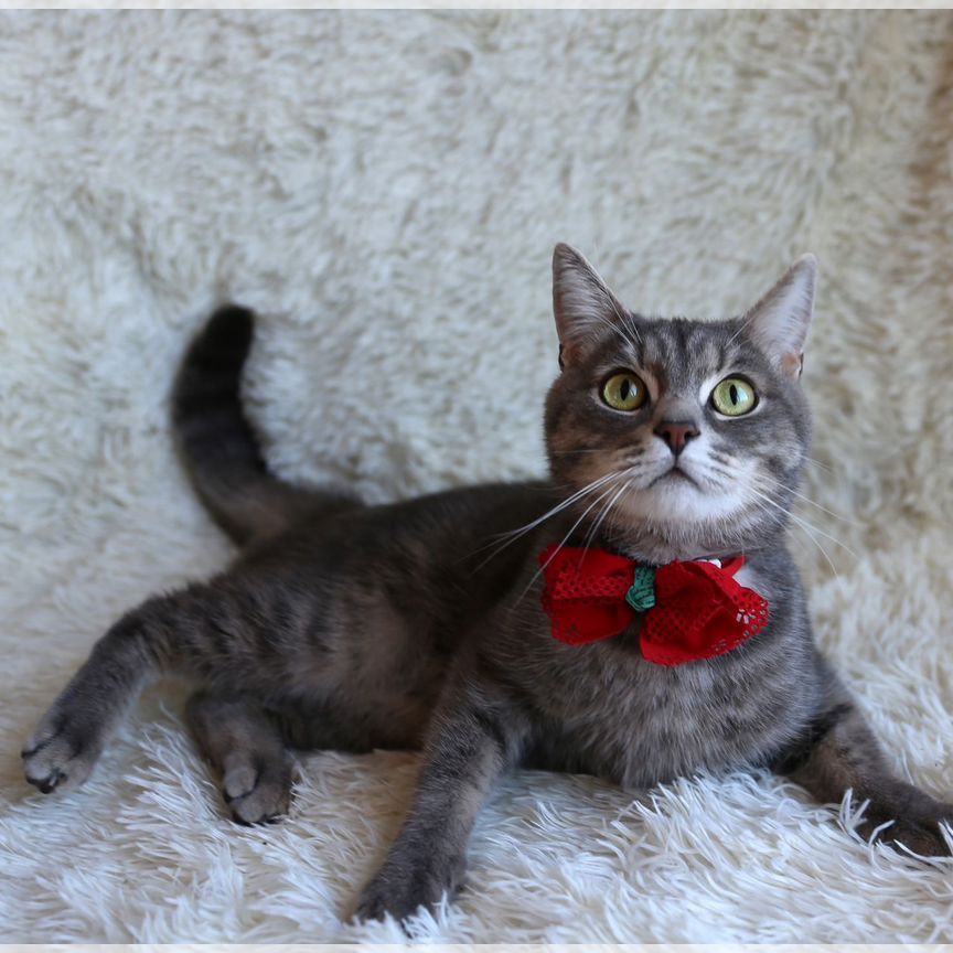 Взрослый кот в добрые руки