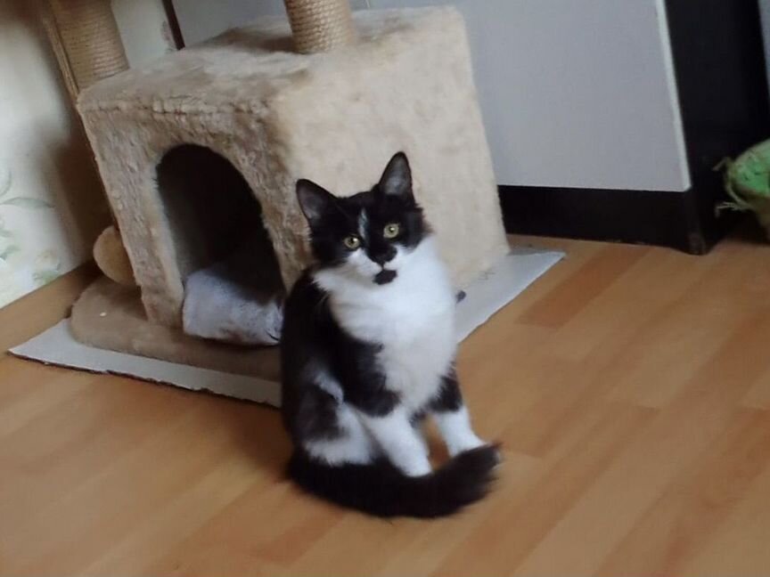 Умная Кошка в дар бесплатно ищет дом