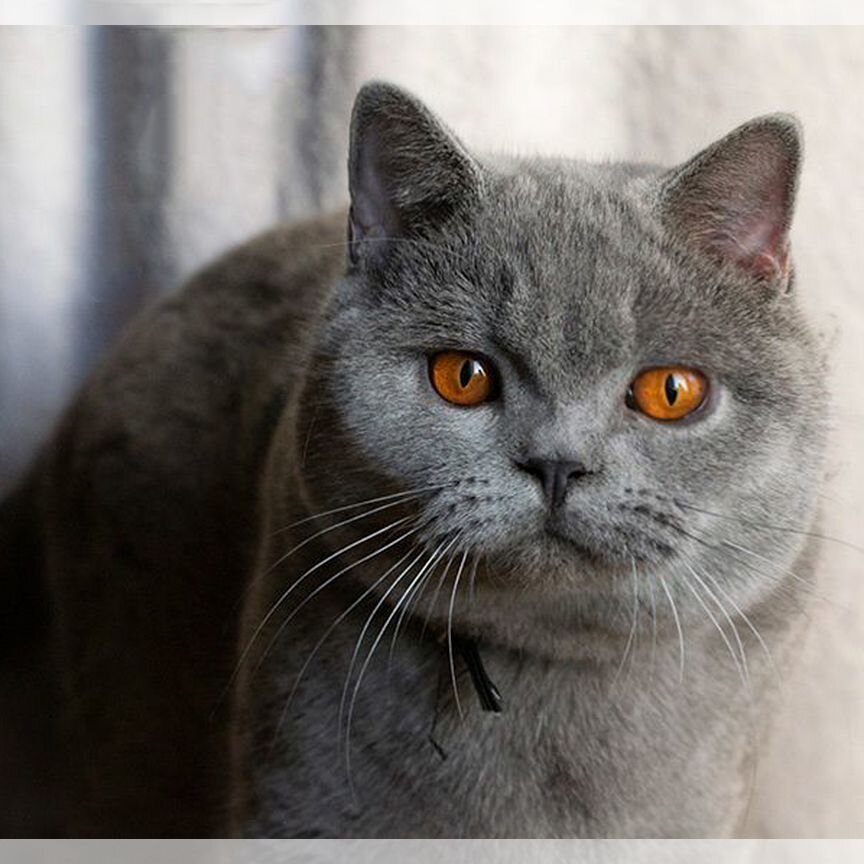 Британские котята короткошерстные