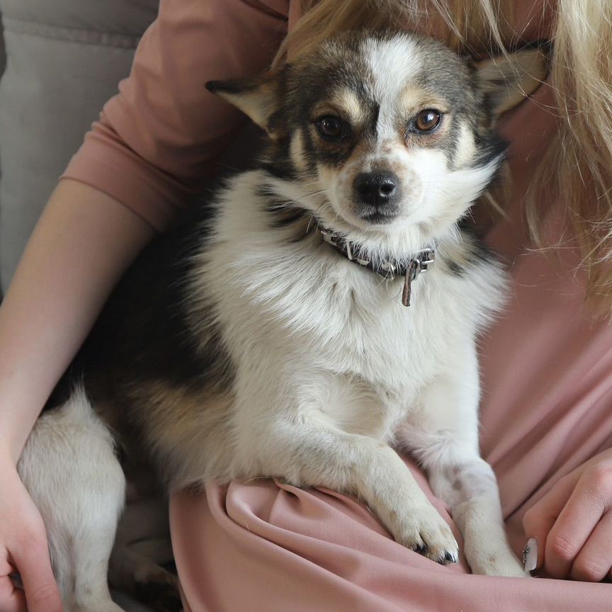 Взрослый пёс в добрые руки