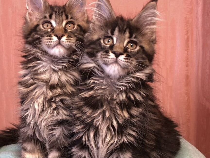 Котята мейн-кун