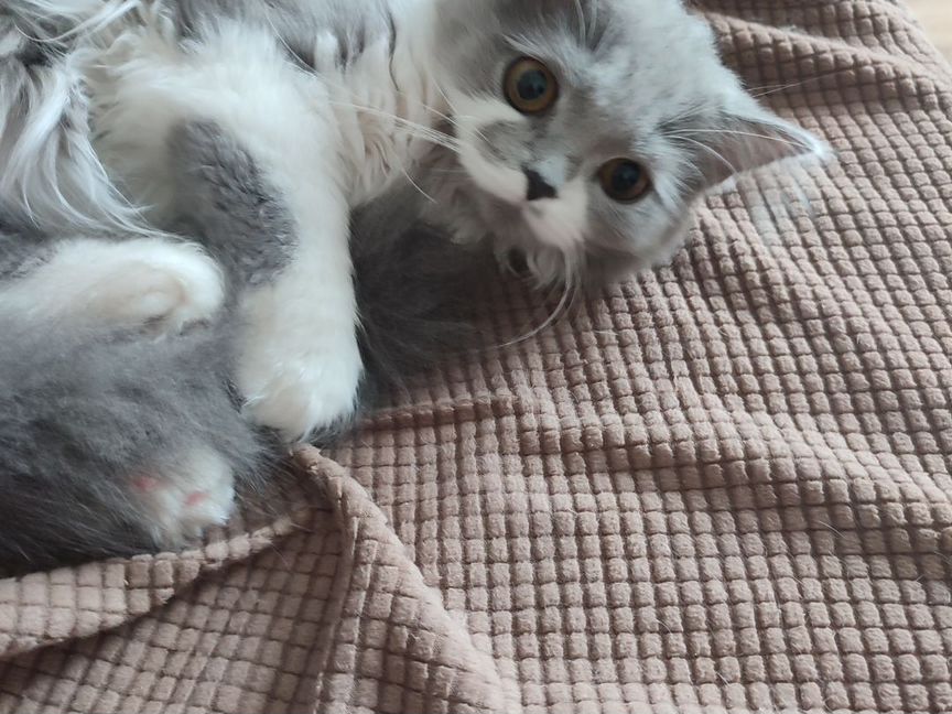 Кошка