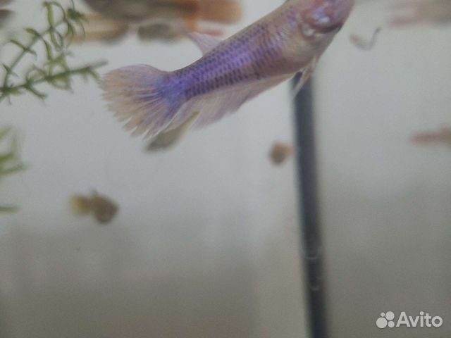 Петушок самочка дамбо