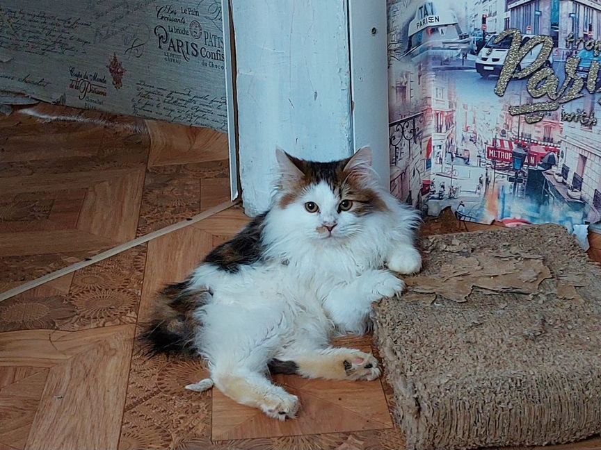 Котик биколорчик