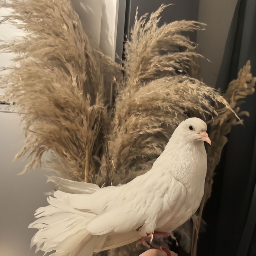 Голубь белый павлин