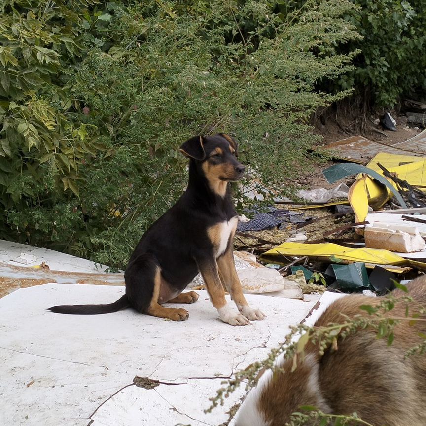 Щенки 3-4 месяца бесплатно