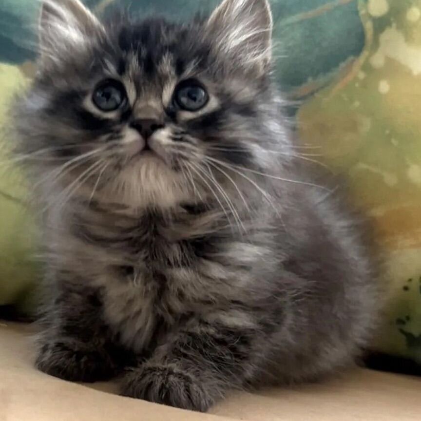 Сибирский котёнок