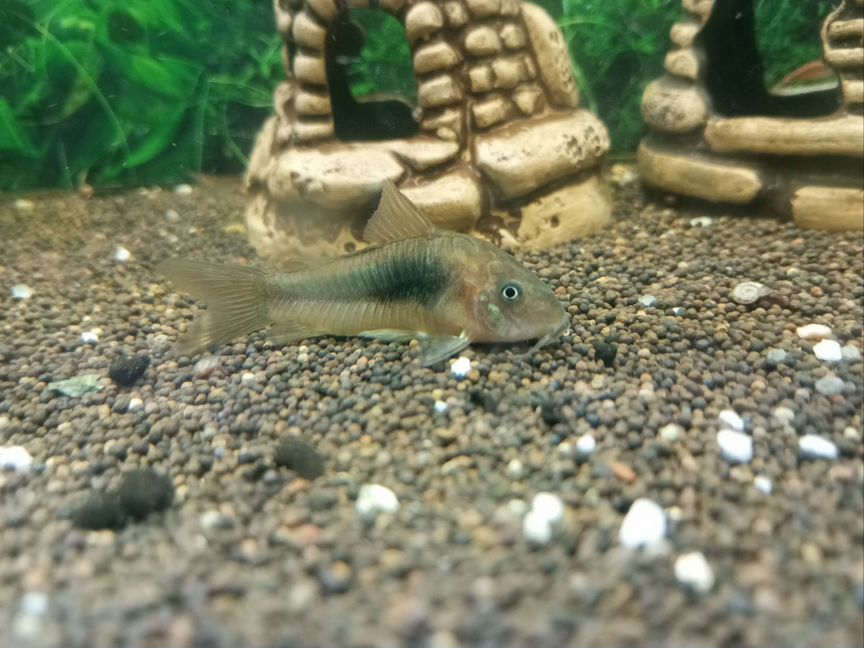 Сомик Коридорус