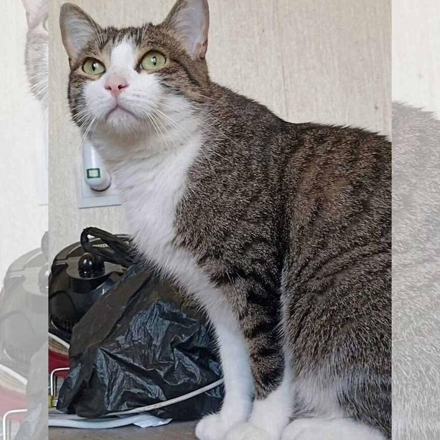 Барсик в добрые люди