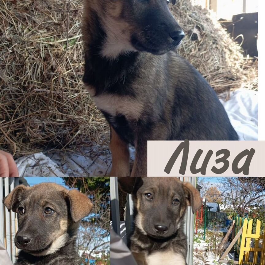 Щенки в добрые руки