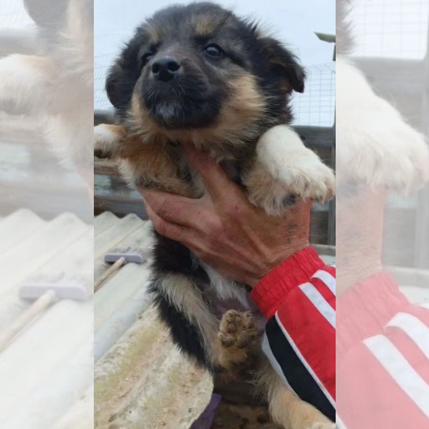 Щенок в добрые руки