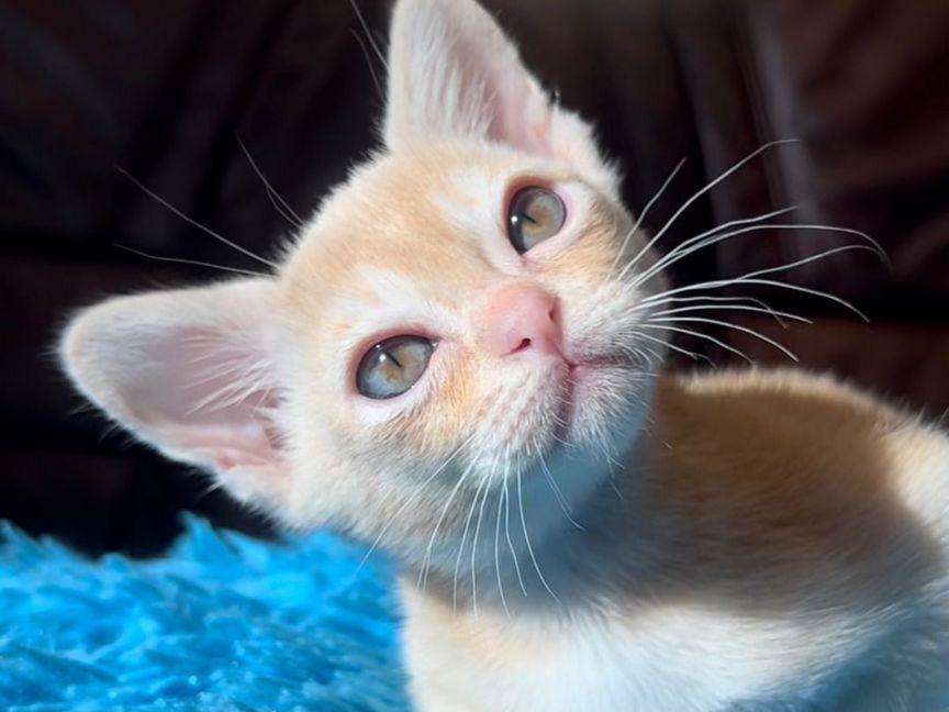 Бурманский котенок